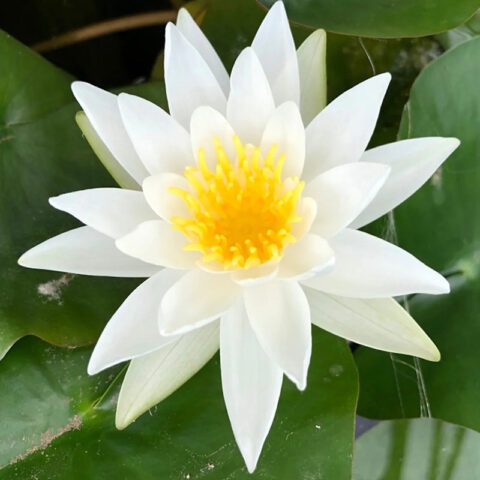 Tiigitaimed - Tiigitaimed.ee