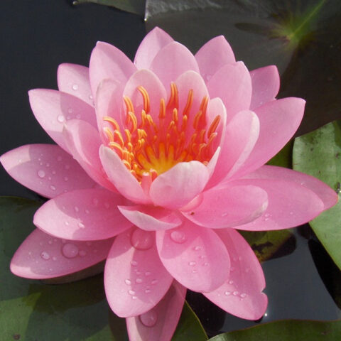 Tiigitaimed - Tiigitaimed.ee